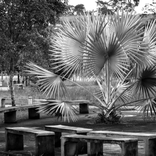 Altamira, Brasil - Guía de Viaje 2025