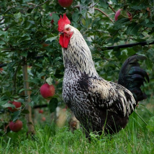 Carasco, Italy - Travel Guide 2025