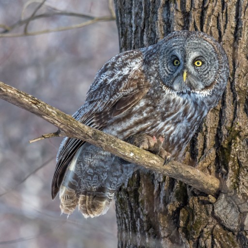 Laval, Canada - Travel Guide 2025