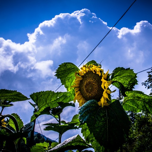 Losenstein, Austria - Travel Guide 2025