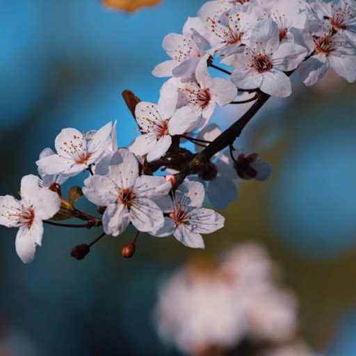 Oberlangen, Germany - Travel Guide 2025