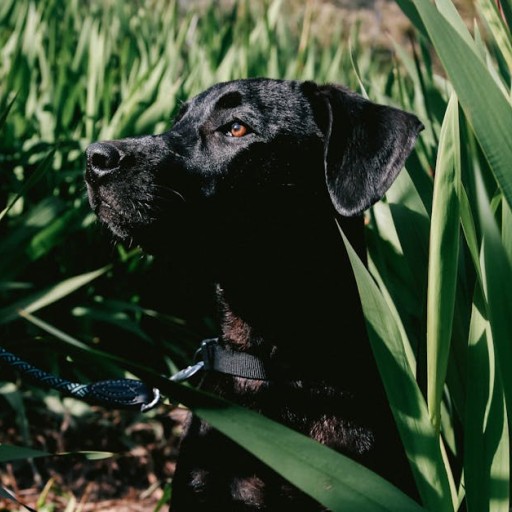 Swan Hill, Australia - Travel Guide 2025