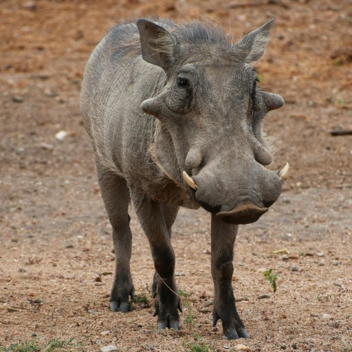 Thabazimbi, South Africa - Travel Guide 2025