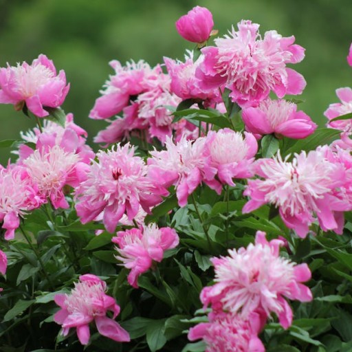 Westlock, Canada - Travel Guide 2025